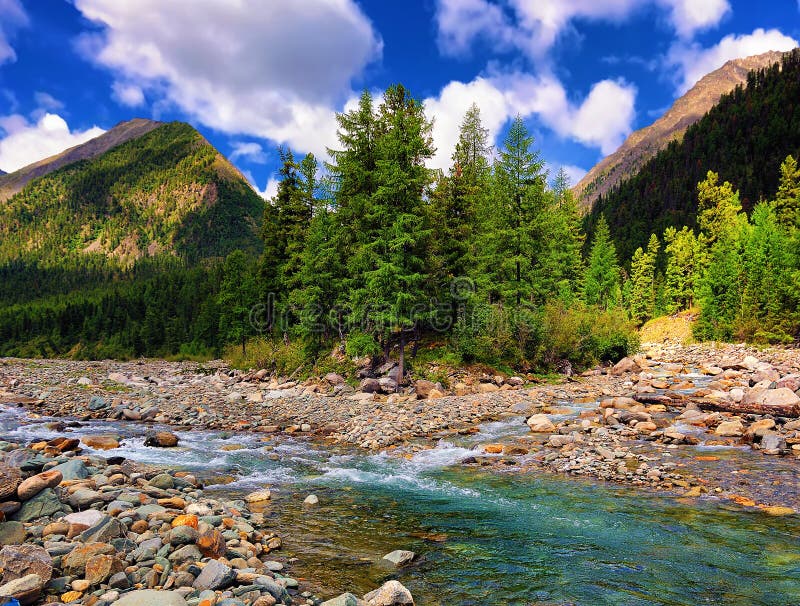 Larch in the Mountain River Stock Photo - Image of landscape, mountain ...