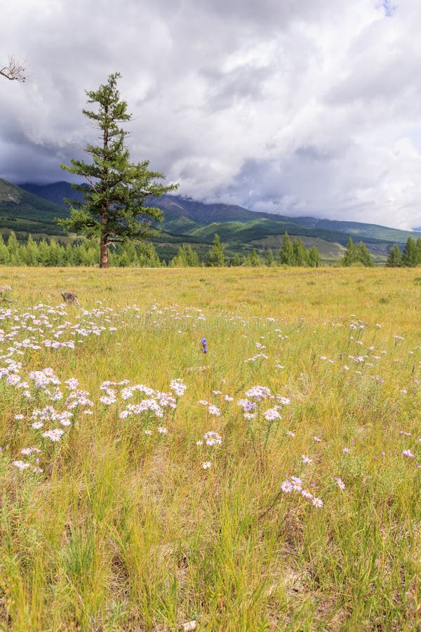 The larch in mountains. stock photo. Image of tree, background - 38195514