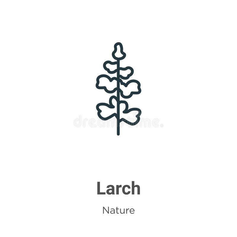 Larch Outline Vector Icon. Thin Line Black Larch Icon, Flat Vector ...