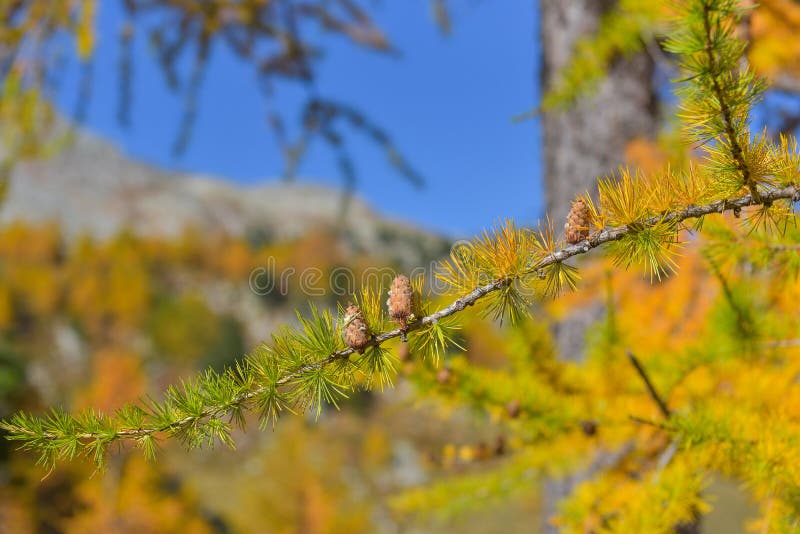 Larch and pine stock image. Image of panoramic, pure - 17872187