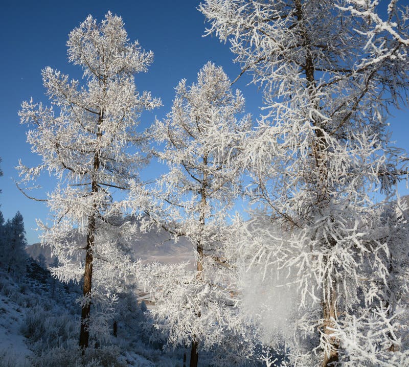 Larch in snow stock photo. Image of tranquil, hill, frost - 59577934