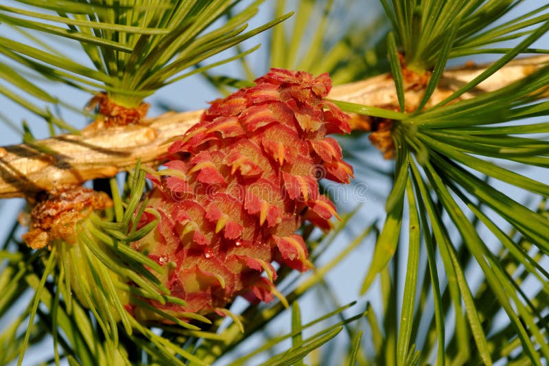 Larch strobile stock photo. Image of plant, strobile - 25700304