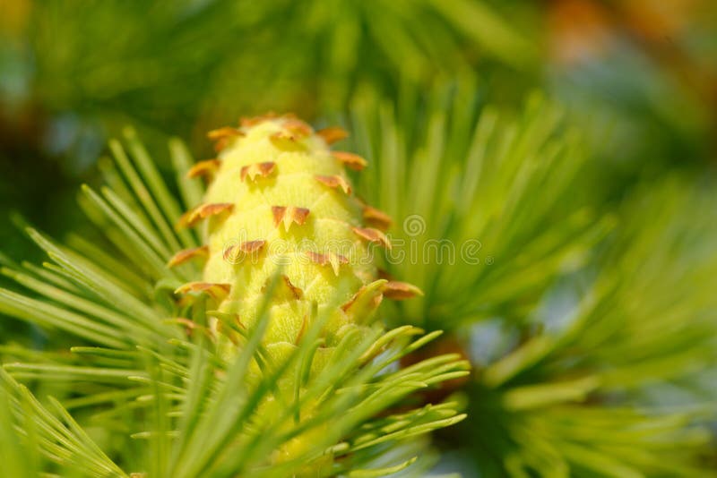 Larch strobile stock image. Image of nature, female, cone - 40998131