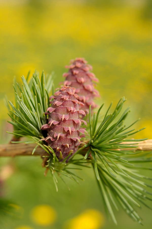 Larch strobiles stock photo. Image of botanical, blooming - 41687512