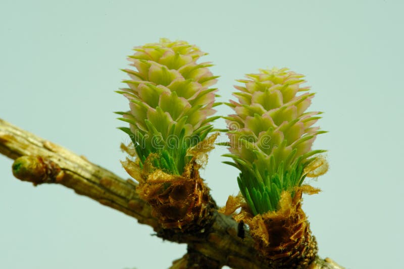 Larch strobiles stock image. Image of europe, forest - 27119413