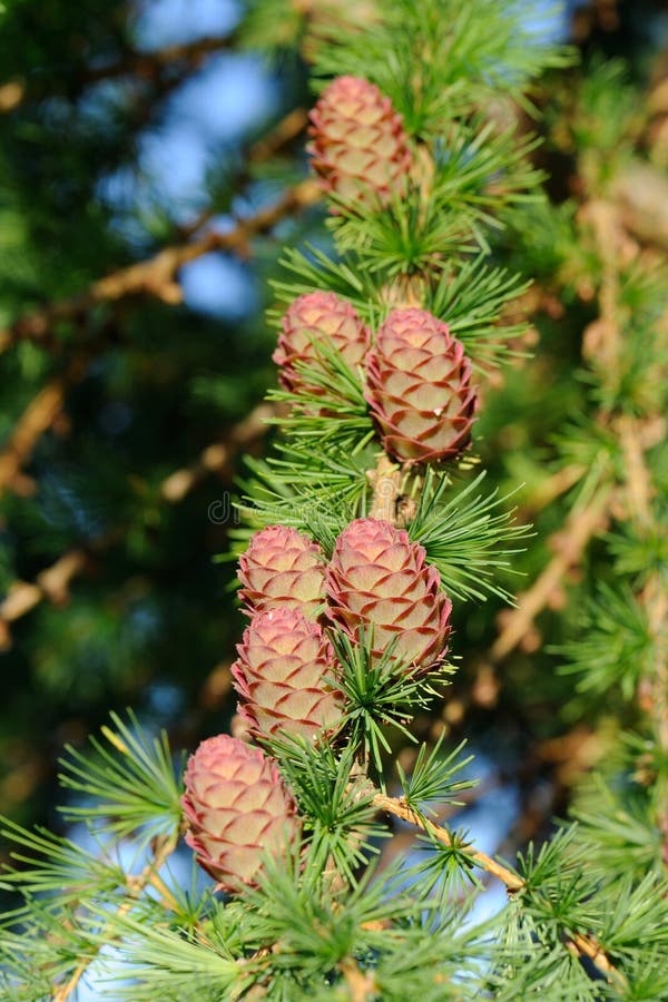 Larch strobiles stock photo. Image of blooming, cone - 41687430