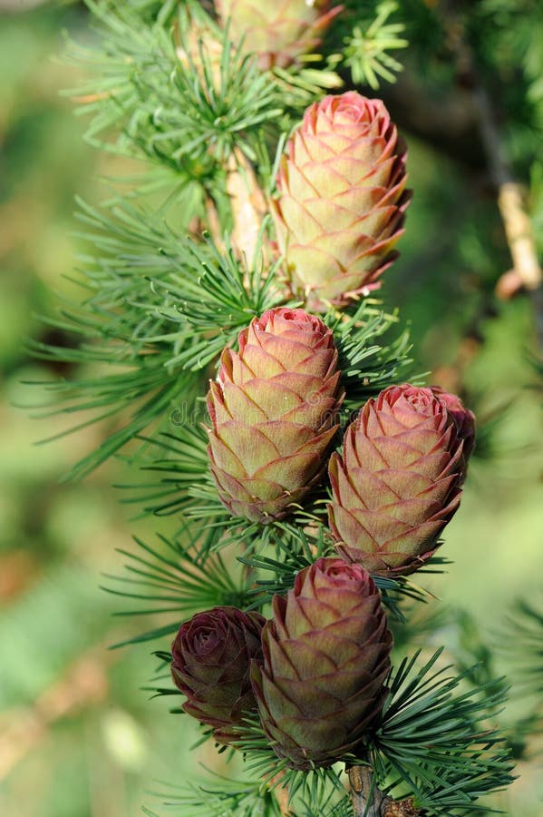 Larch strobiles stock image. Image of flower, larch, europe - 20014935