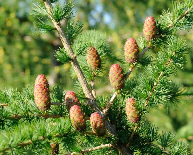 Larch strobiles stock image. Image of flower, larch, europe - 20014935