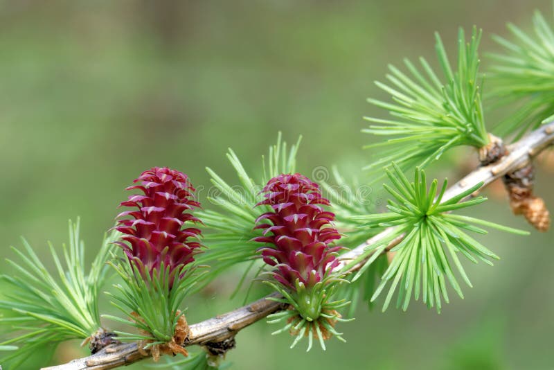 Larch strobiles stock image. Image of strobile, wildlife - 20014979