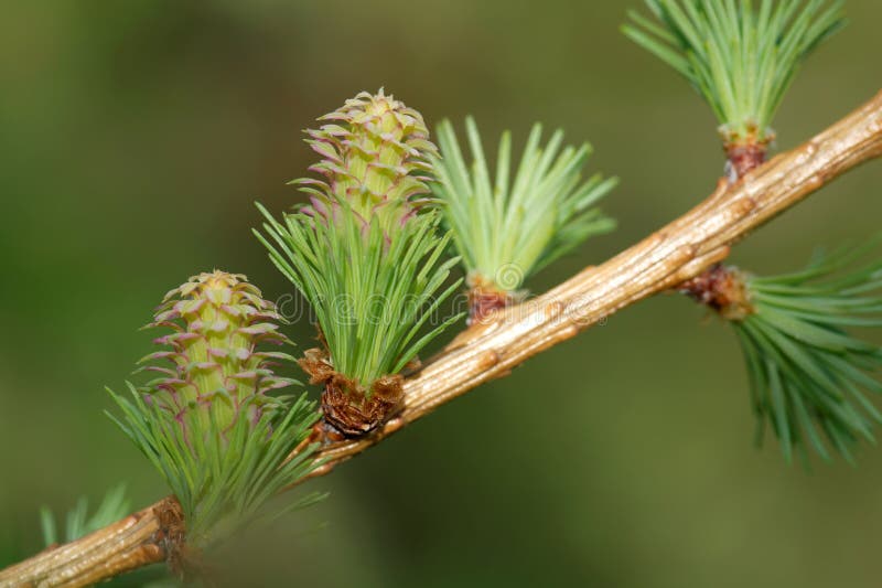 Larch strobiles stock image. Image of strobile, wildlife - 20014979