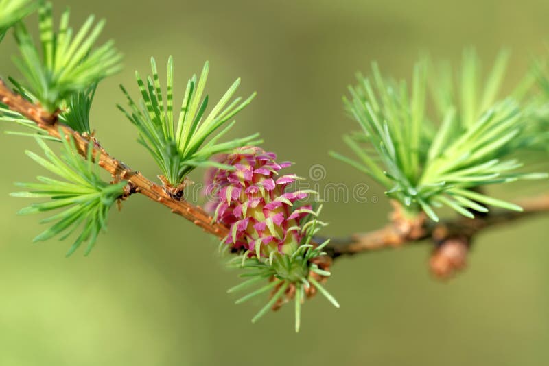 Larch strobiles stock image. Image of strobile, wildlife - 20014979