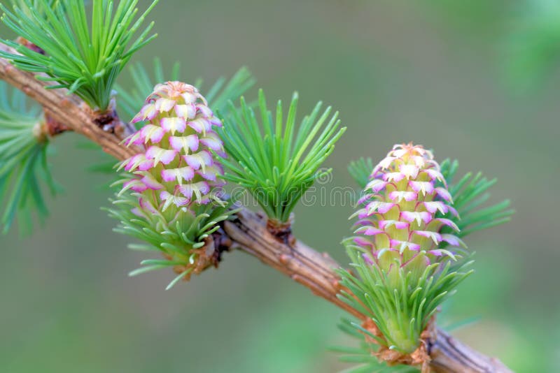 Larch strobiles stock image. Image of strobile, wildlife - 20014979