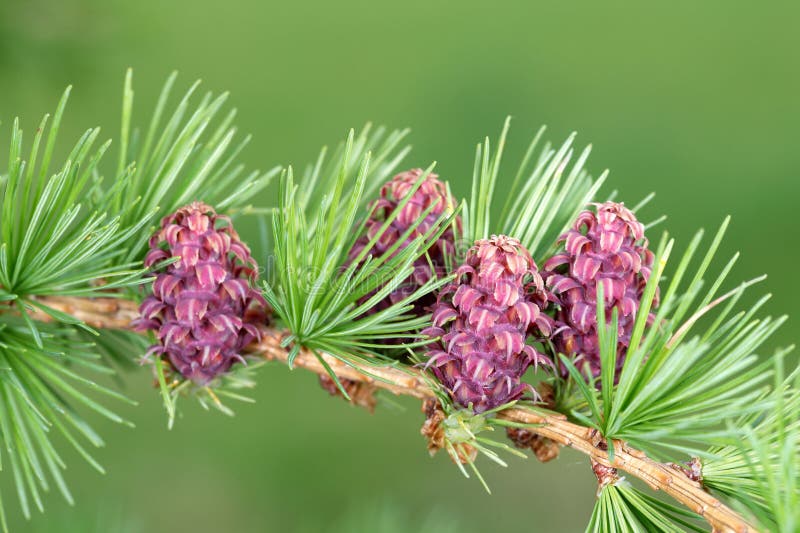 Larch strobiles stock image. Image of strobile, wildlife - 20014979