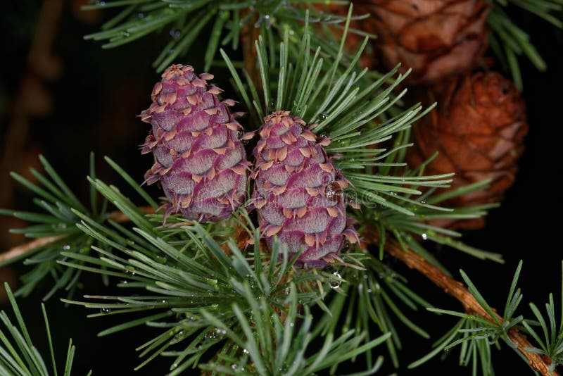 Female Larch strobili stock photo. Image of cone, megastrobilus - 148605696