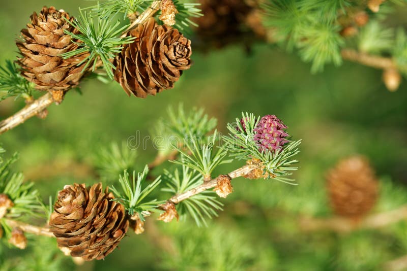 Larch strobili stock image. Image of cone, larch, larix - 71273673