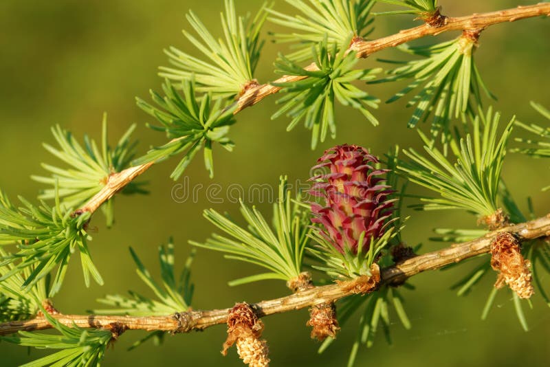 Larch strobili stock image. Image of pinophyta, cone - 71272499