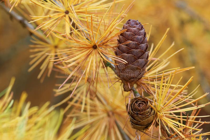 Larch strobili stock photo. Image of megastrobilus, yellow - 163810424