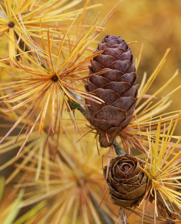 Larch strobili stock photo. Image of pollen, female - 117164472