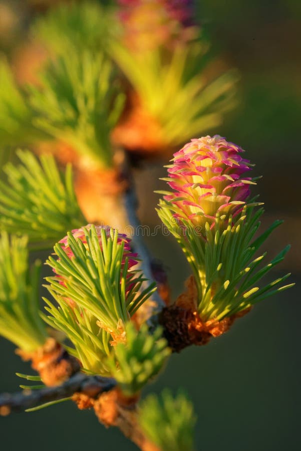 Larch strobili stock image. Image of strobilus, conifer - 116214679