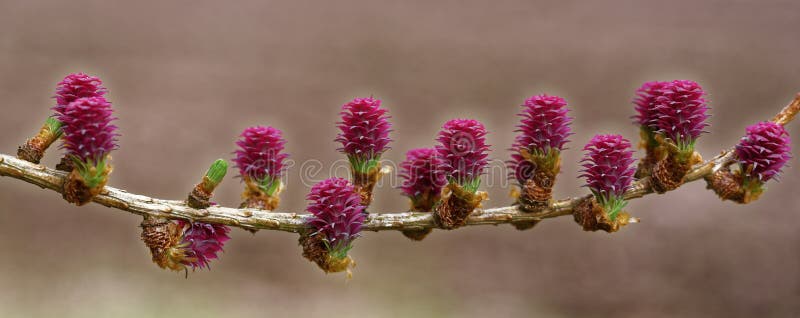 Larch strobili stock image. Image of megastrobilus, strobilus - 115748795