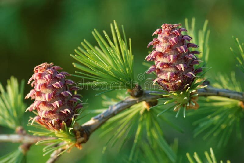 Larch strobili stock image. Image of larch, microstrobilus - 117164901