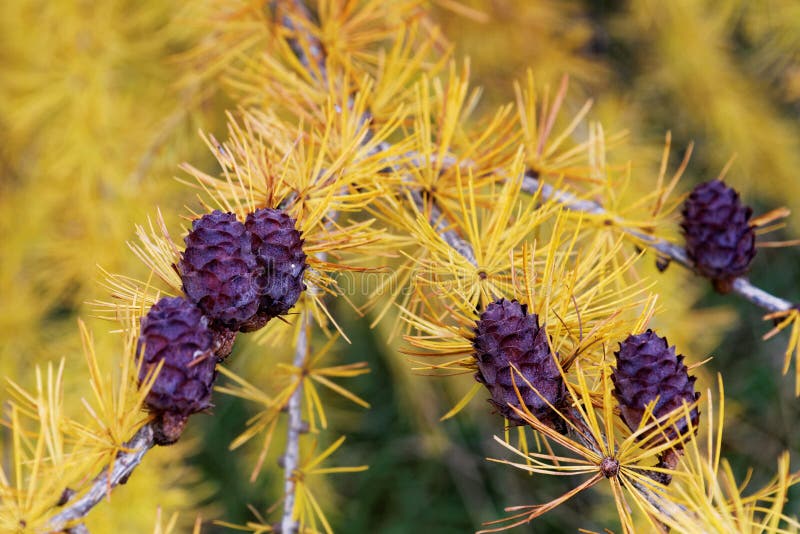 Larch strobili stock photo. Image of strobile, sporangia - 135019240