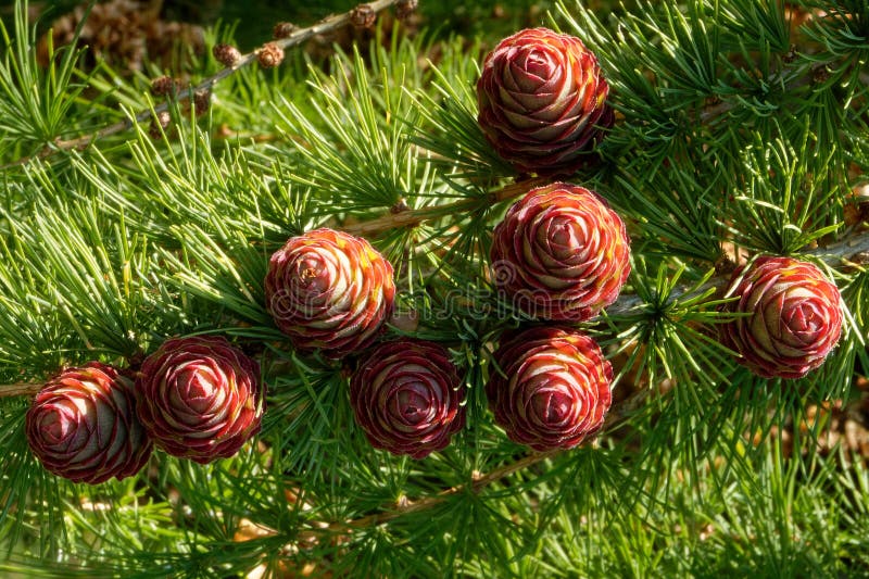 Larch Strobili: Young Ovulate Cones Stock Image - Image of pollen ...