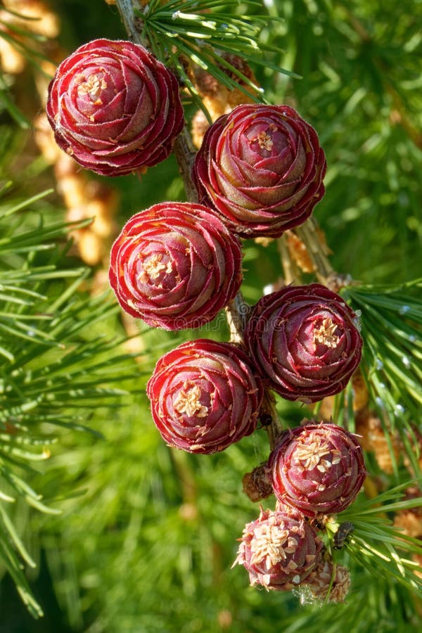 Larch Strobili: Young Ovulate Cones Stock Image - Image of ...