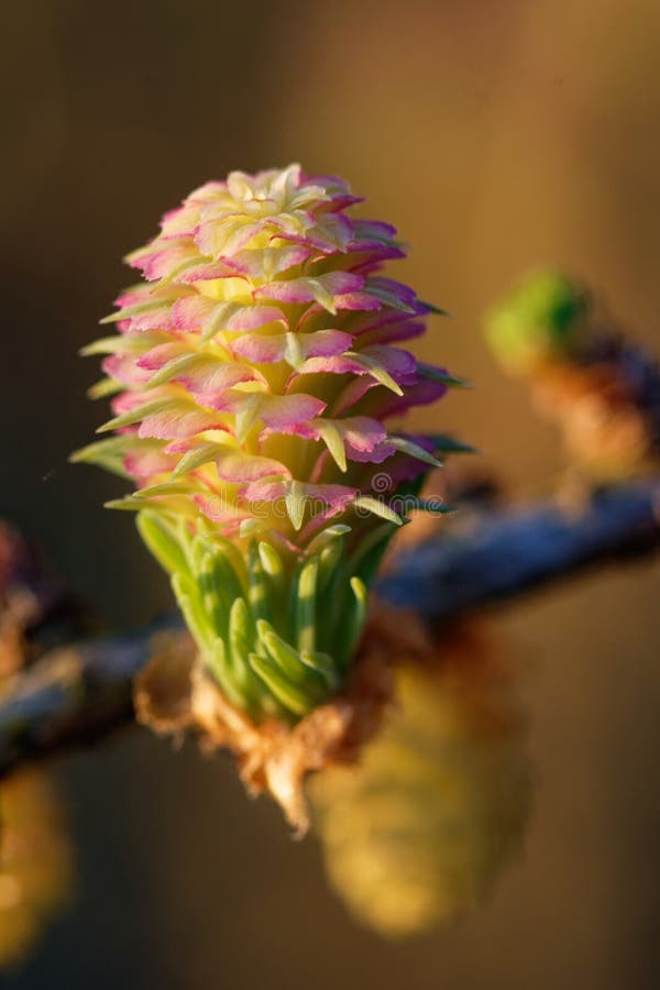 Young Cones of Larch Tree in Spring Stock Photo - Image of pinophyta ...