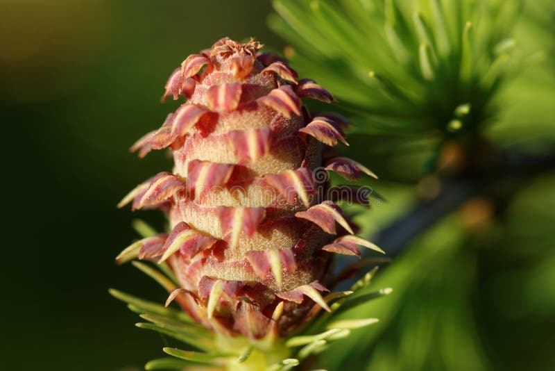 Larch strobilus stock image. Image of strobili, spring - 117164085