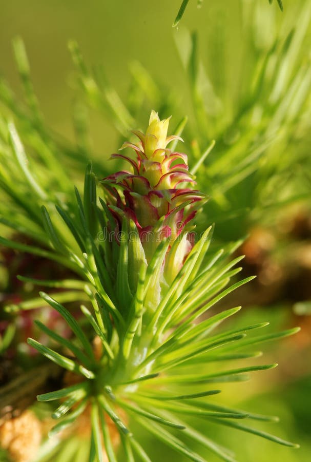 Larch strobilus stock photo. Image of strobilus, microsporophylls ...