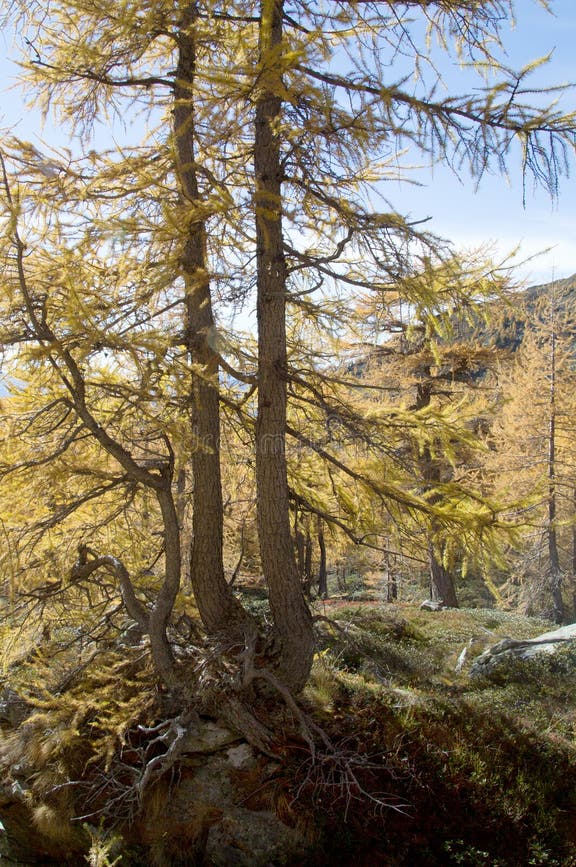 Larch Tree in Alpine Forest Stock Image - Image of thicket, woodland ...