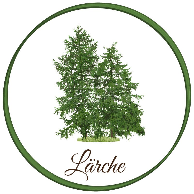 Larch Tree As Vector Drawn Conifer Evergreen Stock Vector ...