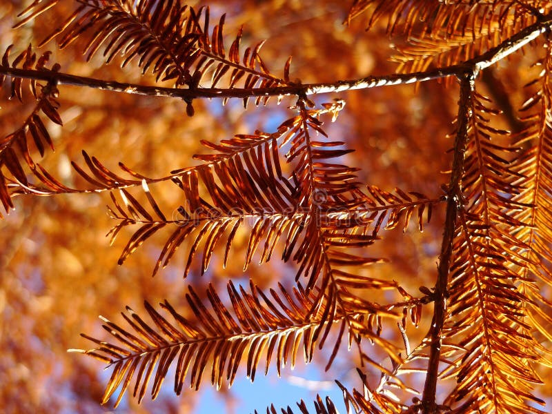 Larch tree in autumn color stock image. Image of country - 180729863