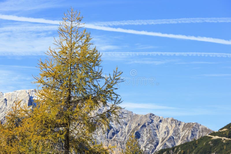 Larch tree stock photo. Image of range, dolomite, area - 35062008