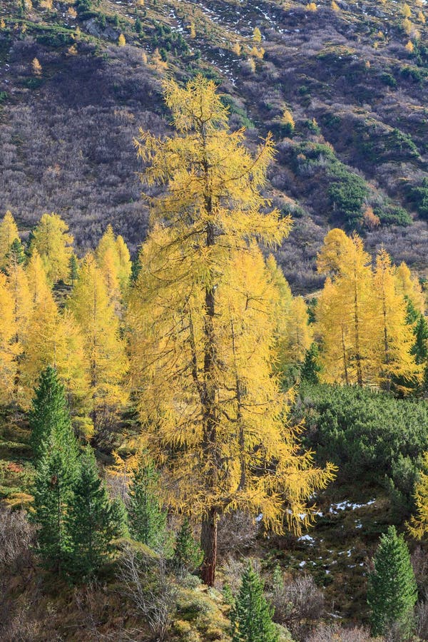 Larch tree stock image. Image of area, landscape, woodland - 58959919