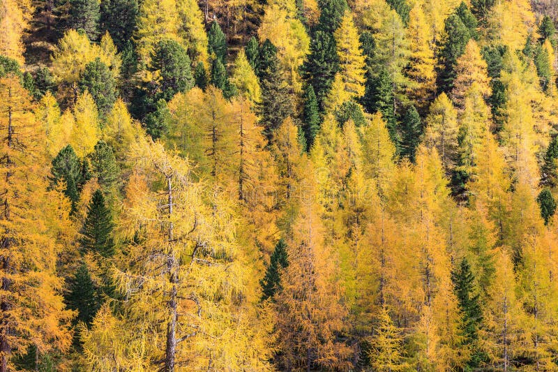 Larch tree stock image. Image of beauty, yellow, views - 59283593