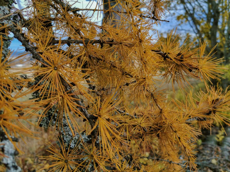 Larch tree in the autumn stock image. Image of larch - 163839529