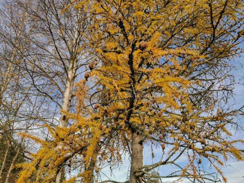 Larch tree in the autumn stock image. Image of larch - 163839557