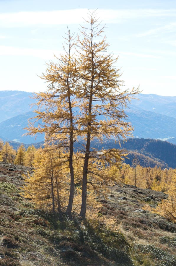 A Golden Larch Woods In Autumn Stock Photo - Image of larch, landscape ...