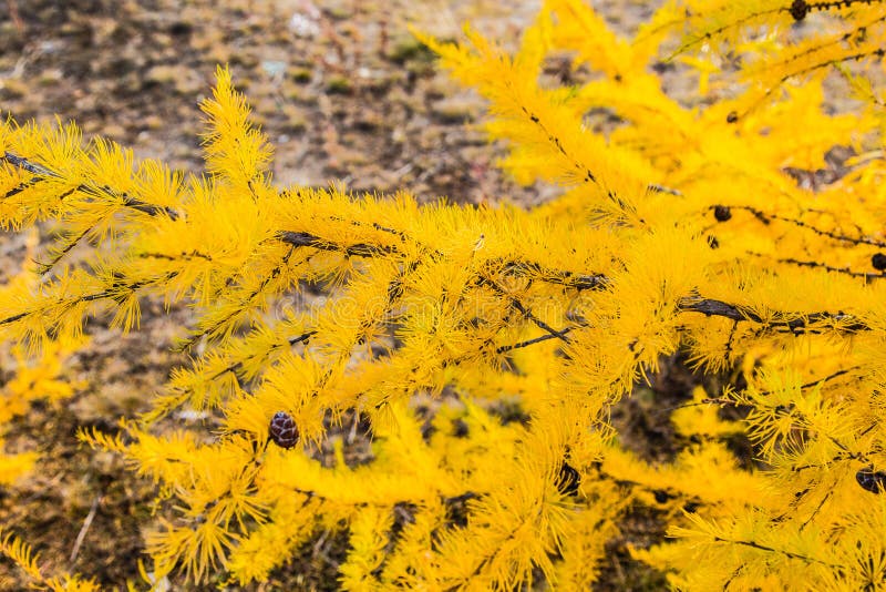 Larch tree branch stock image. Image of variation, decoration - 34505829