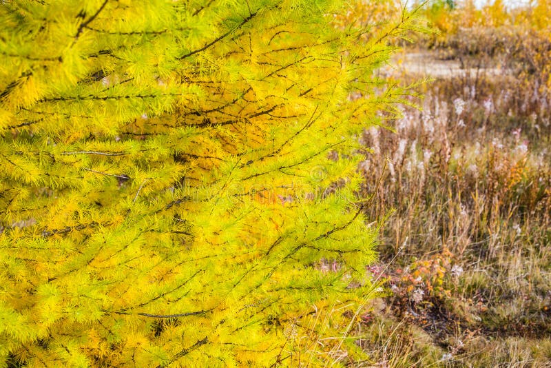 Larch tree branch stock photo. Image of formal, fall - 34505922