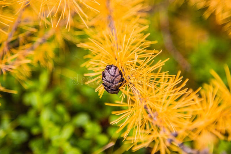 Larch tree branch stock photo. Image of backgrounds, branches - 34505984