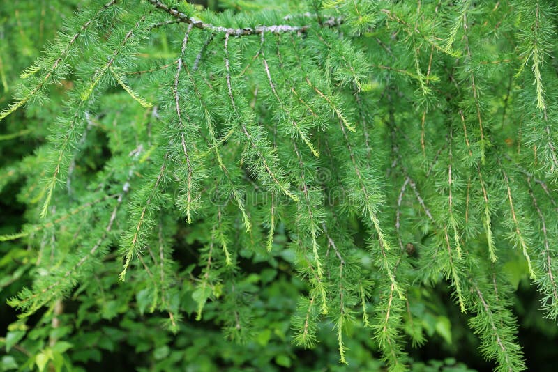 Larch tree branch stock photo. Image of summer, coniferous - 48472186
