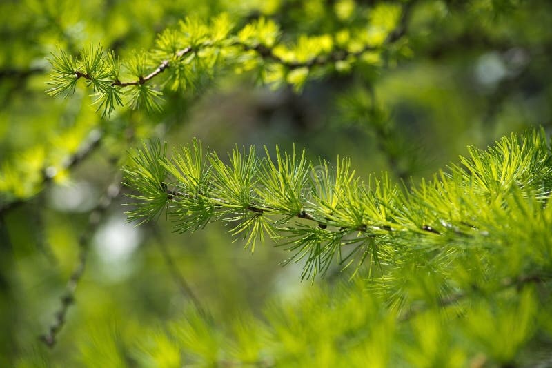 Larch tree branch stock photo. Image of leaves, closeup - 54562638
