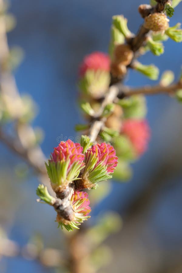 Larch tree branch stock photo. Image of spring, needle - 40565028