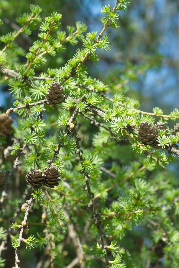 Larch Tree Branches with Cones in Spring Stock Image - Image of larch ...