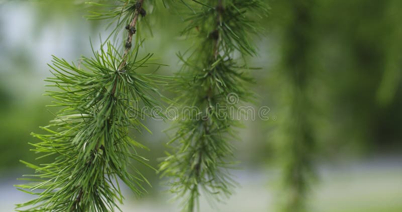Larch Tree with Cones in Summer Day Stock Image - Image of loose, calm ...