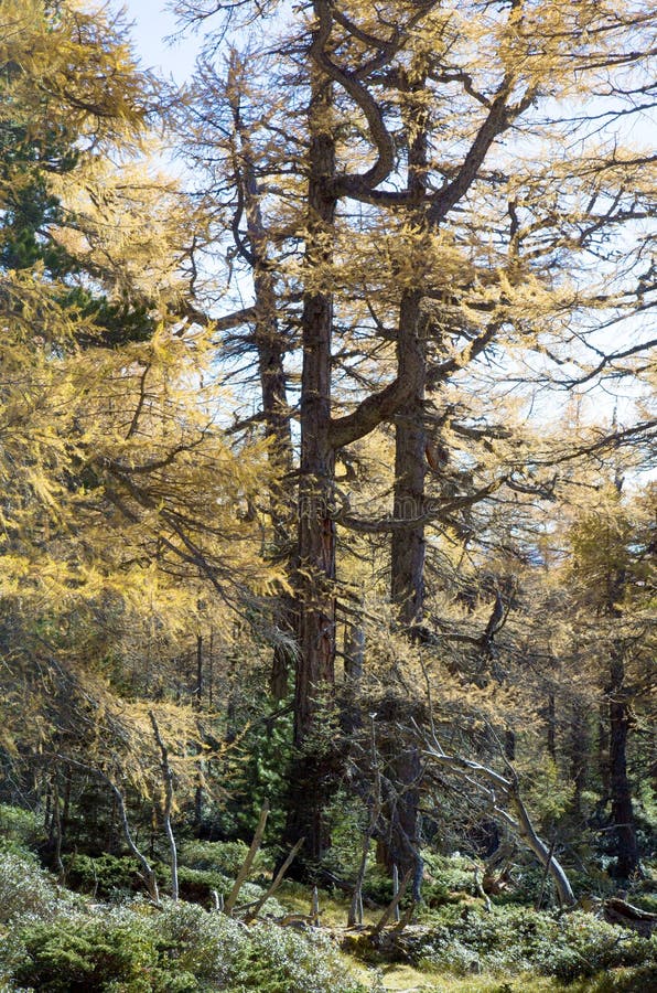 Larch tree in fall stock image. Image of grove, autumnal - 80084703