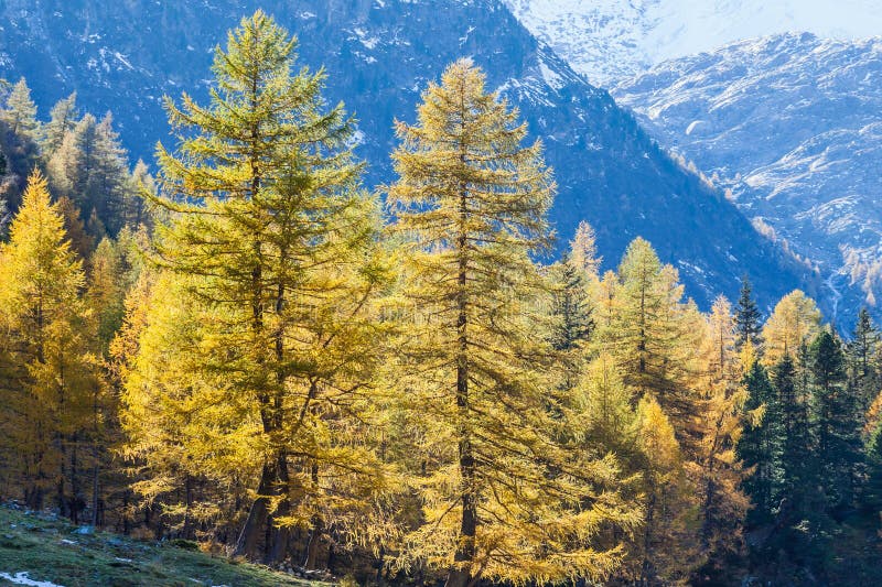 Larch tree forest stock photo. Image of tree, high, country - 32065708